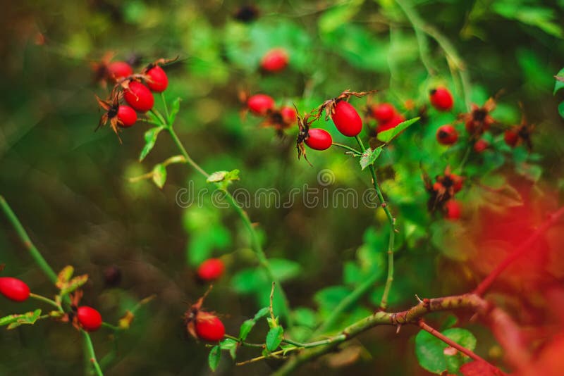 Briar wild rose stock image. Image of berry, briar, fruit - 41628973