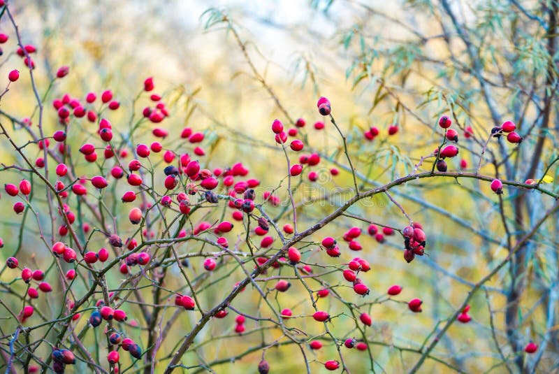 Briar wild rose hip stock image. Image of brier, rosehip - 74322257