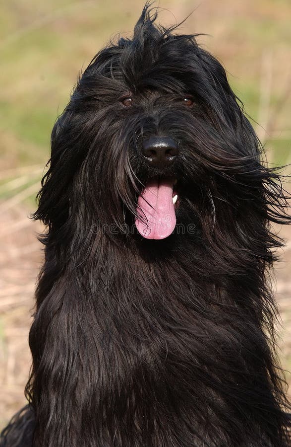 Briard stock image. Image of animals, shot, cute, domestic - 6030007