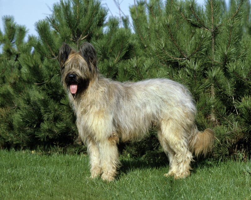Briard Dog Standing on Grass Old Standard Breed with Cut Ears Stock ...