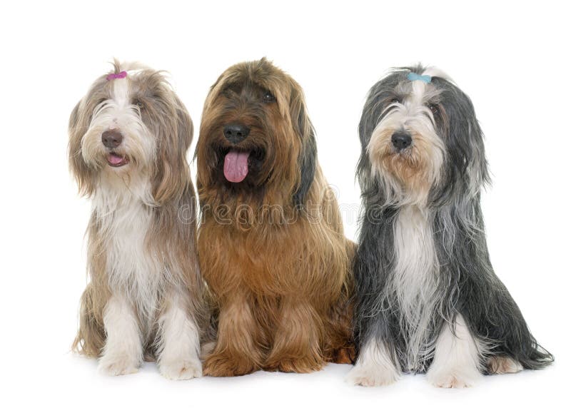 Briard, pastore francese fotografia stock. Immagine di puro - 24014866