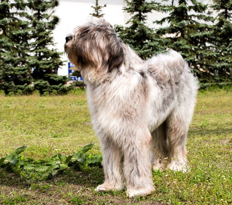 Briard looks. stock image. Image of companion, faithful - 73296571