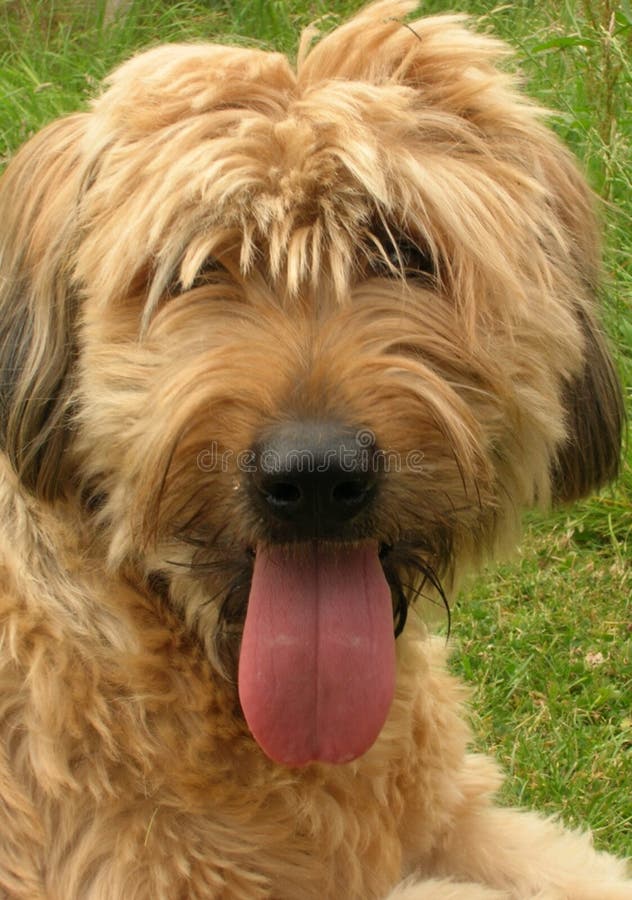 Briard Terrier Mix