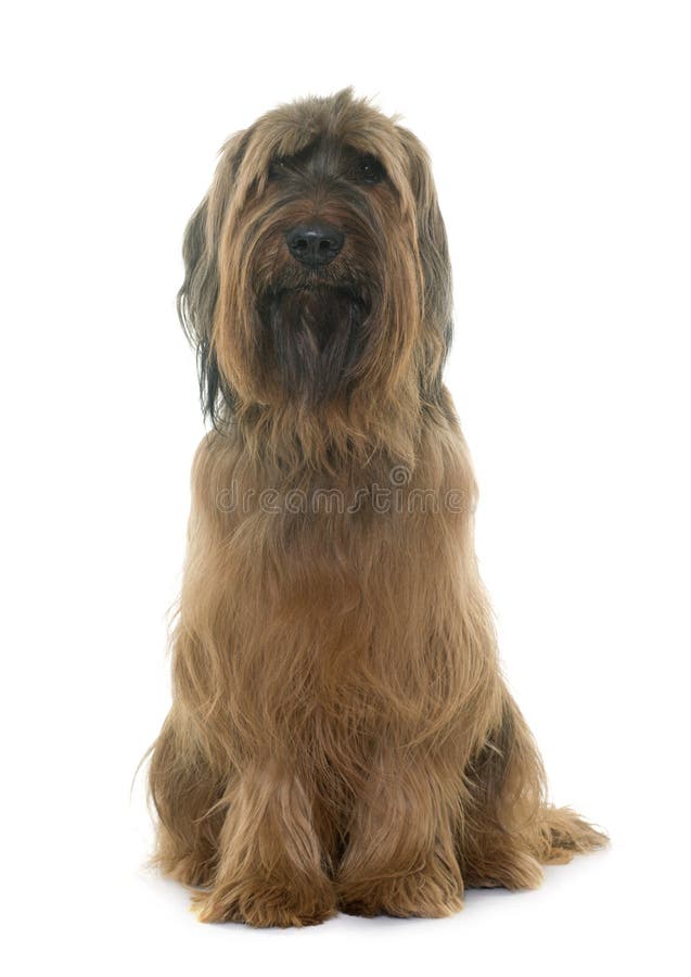 Briard, french shepherd stock image. Image of animal - 25557685