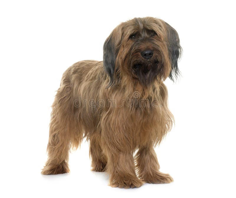 Briard, french shepherd stock image. Image of animal - 25557685