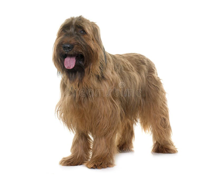 Briard, french shepherd stock image. Image of animal - 25557685