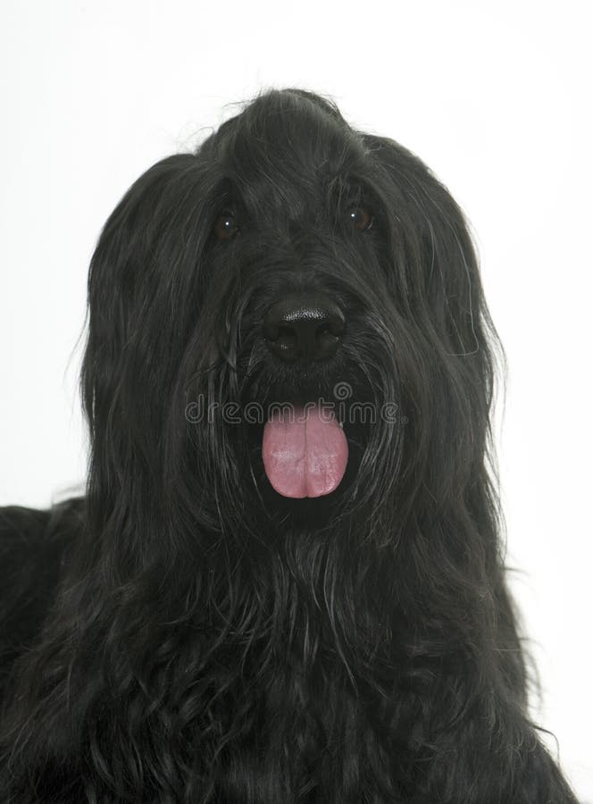 Briard, french shepherd stock image. Image of animal - 25557685
