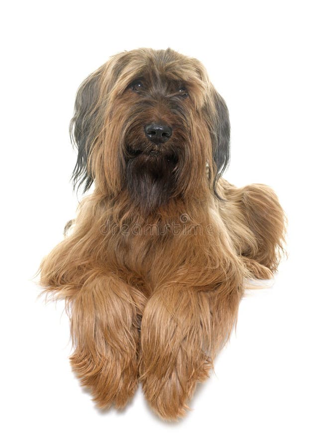 Briard, french shepherd stock image. Image of sheepdog - 24014923