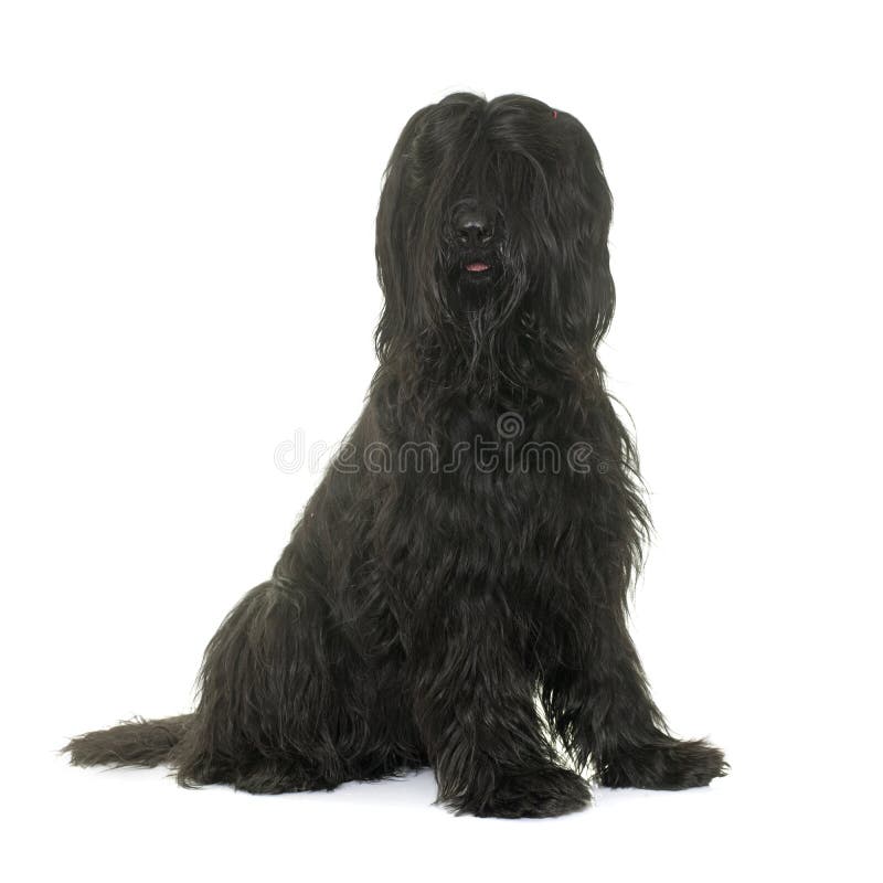 Briard, french shepherd stock image. Image of animal - 25557685