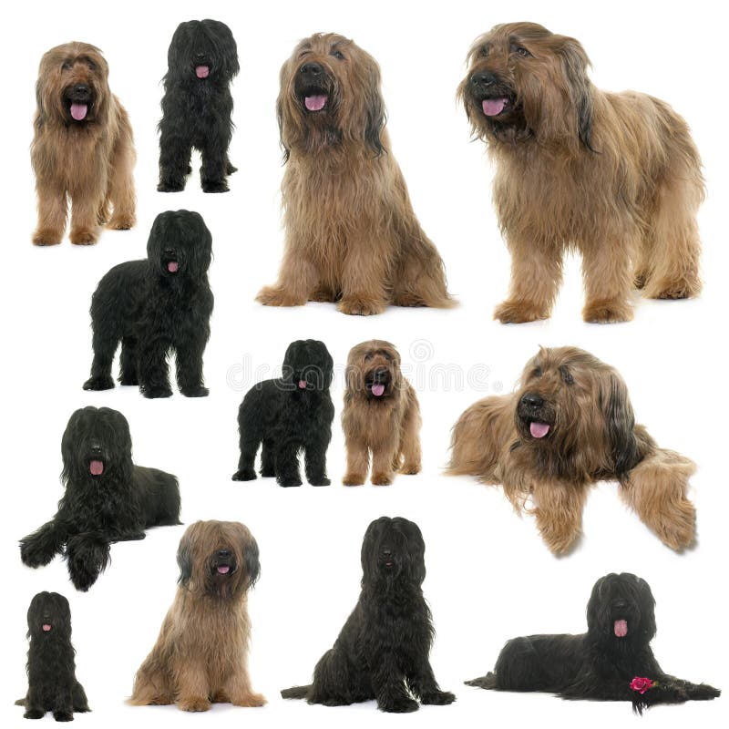 Briard, french shepherd stock image. Image of animal - 25557685
