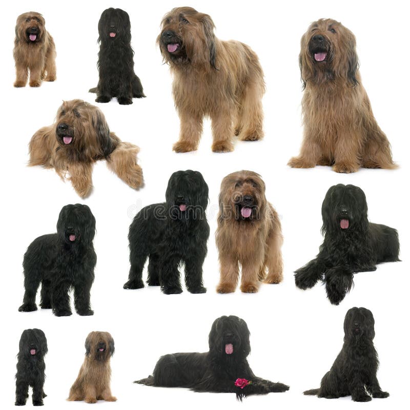 Briard, french shepherd stock image. Image of animal - 25557685