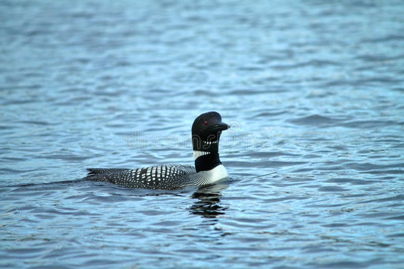 Bribones imagen de archivo. Imagen de lago, aviar, agua - 11230761