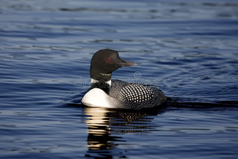 Bribón Común XII (immer Del Gavia) Imagen de archivo - Imagen de ...