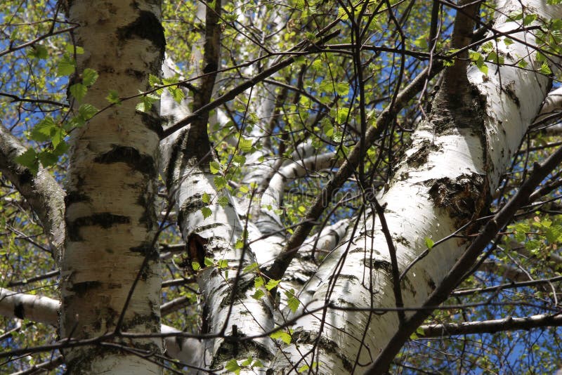 Brich Leaf Stock Photos - Free & Royalty-Free Stock Photos from Dreamstime