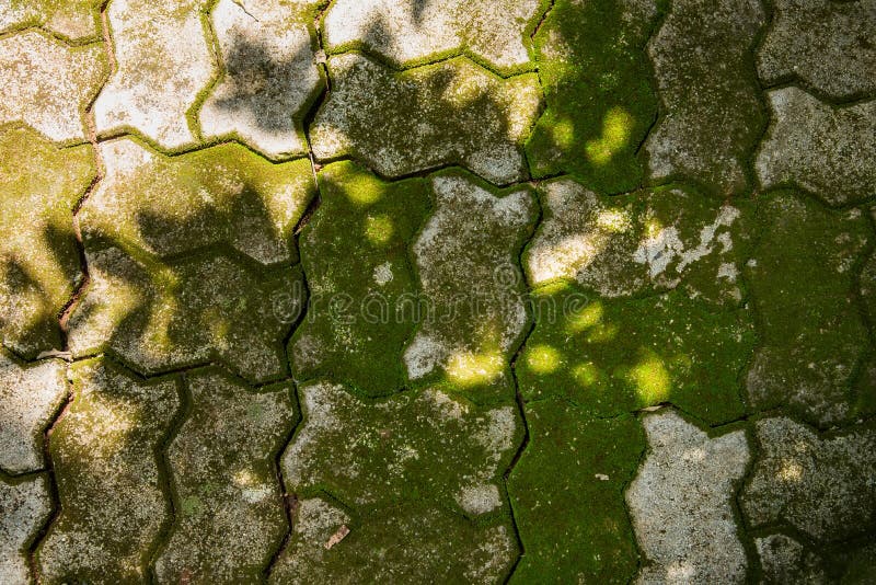 Brick Blocks Pathway with Green Moss in the Park.Thailand. Stock Image ...