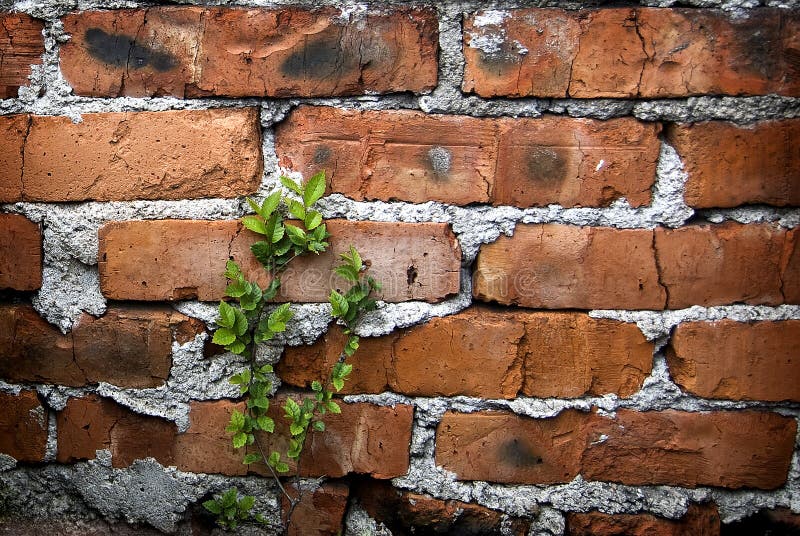 Brick and Branch stock photo. Image of block, decrepit - 16142942