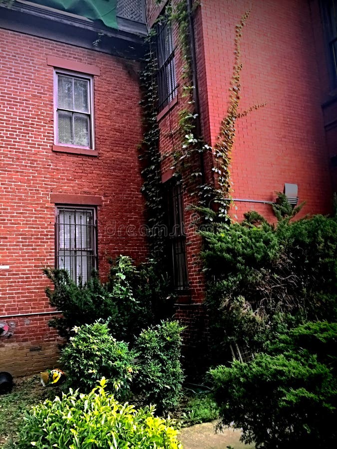 Ivy Growing Up Brick Building Stock Photo - Image of tree, building ...
