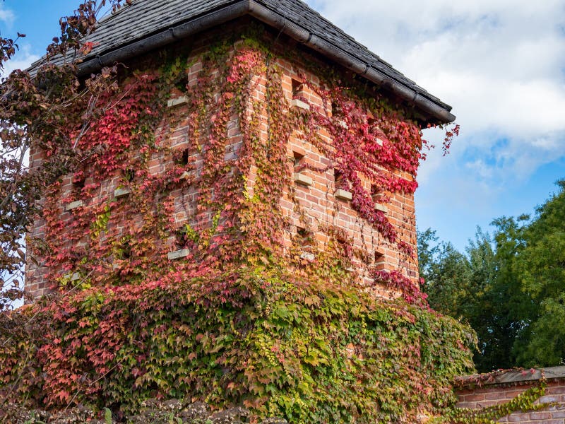 Brick Building in the Park Overgrown with Loach. Stock Image - Image of ...