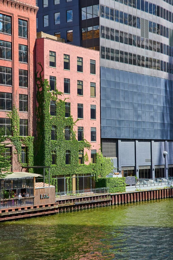 Brick Buildings Covered in Green Vines Along River Canals of Chicago ...