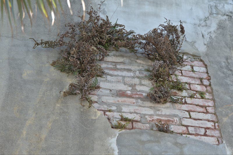 Brick Growth stock image. Image of decay, life, tree - 266139477