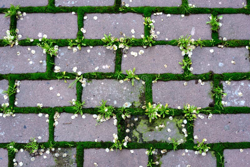 Brick Pattern Pavement with Green Moss Texture Stock Image - Image of ...