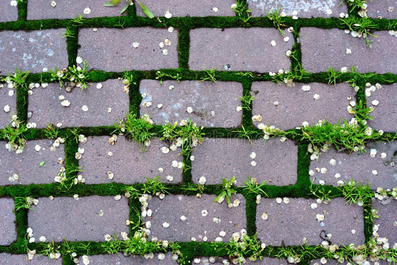 Brick Pattern Pavement with Green Moss Texture Stock Photo - Image of ...