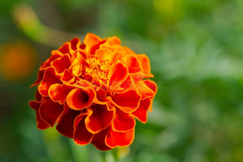 Brick Red Marigold Flower in a Garden Stock Photo - Image of botany ...
