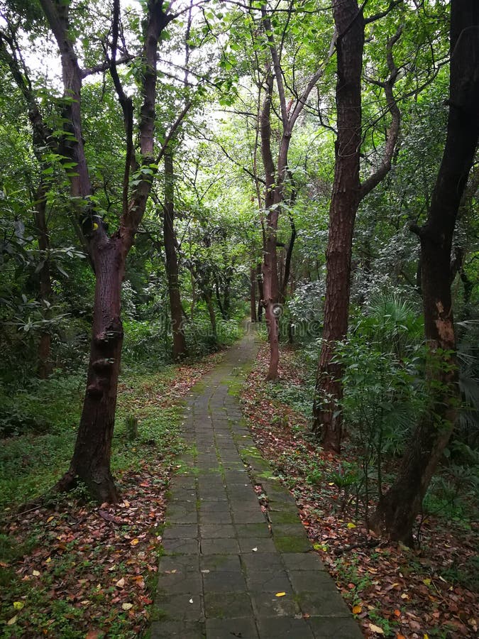 263 Brick Path Moss Bricks Stock Photos - Free & Royalty-Free Stock ...