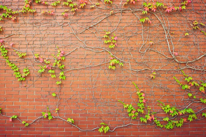 Brick Wall Background with Autumn Leaves Stock Photo - Image of ...