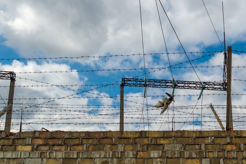 Brick Wall with Barbed-wire and Dead Bird. Stock Image - Image of ...