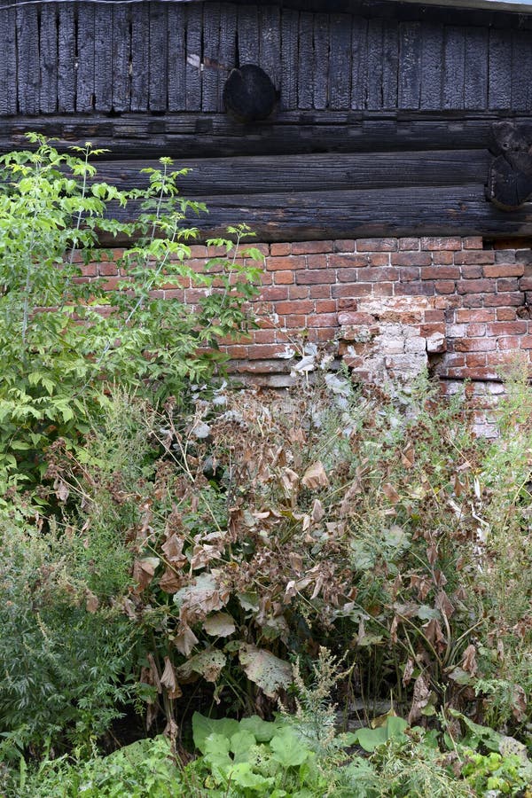 A Brick Wall of a Barn with a Burnt Wooden Roof in a Thicket of Grass ...