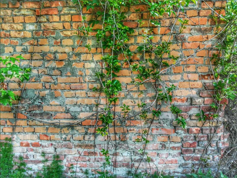 Brick Wall Braided by Hop Branches Stock Image - Image of branches ...