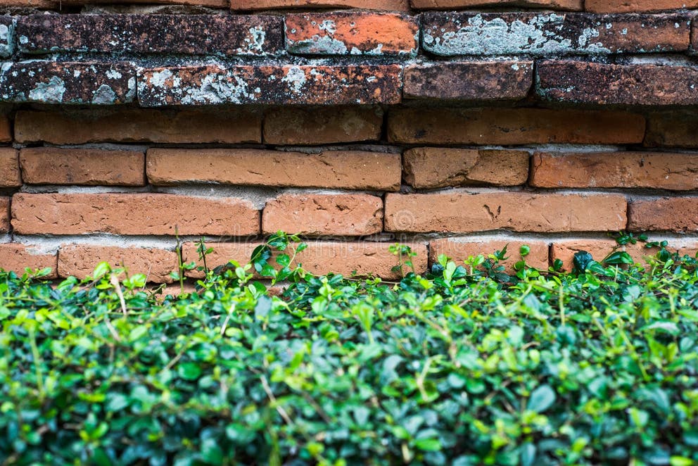 Brick wall with bush stock image. Image of pattern, building - 142105941