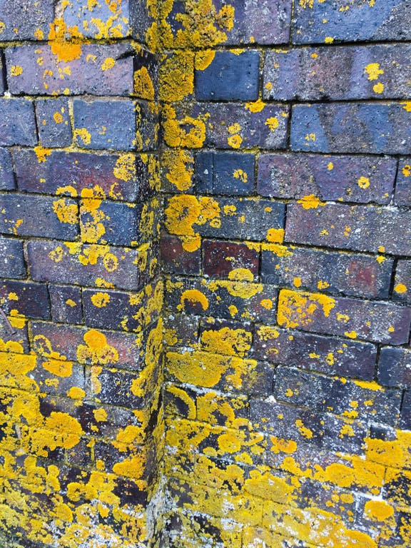 Brick Wall Covered in Algae Stock Image - Image of covered, hard: 144211555