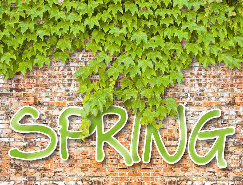 Brick Wall Covered in Ivy - Spring Concept Stock Image - Image of ...