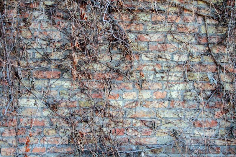 Brick Wall Covered with Wild Grapes. Background Stock Image - Image of ...
