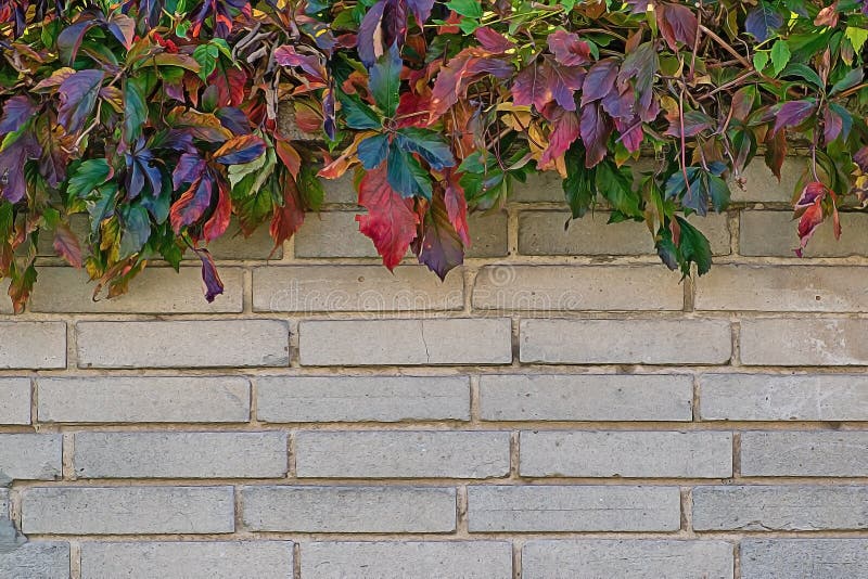 Brick Wall Decorated with Colorful Autumn Foliage. Stock Image - Image ...