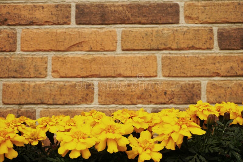 Brick Wall Decorated with Marigold Flowers with Green Leave Background ...