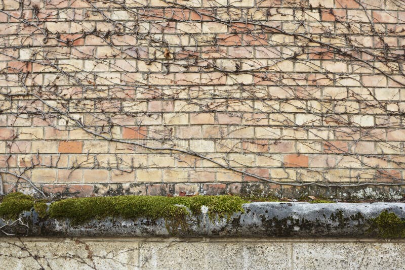 Brick Wall with Dry Branches Stock Image - Image of growth, structure ...