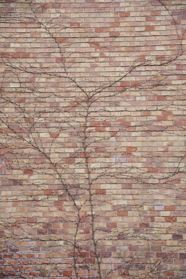 Brick Wall with Dry Branches Vertical Stock Photo - Image of pattern ...