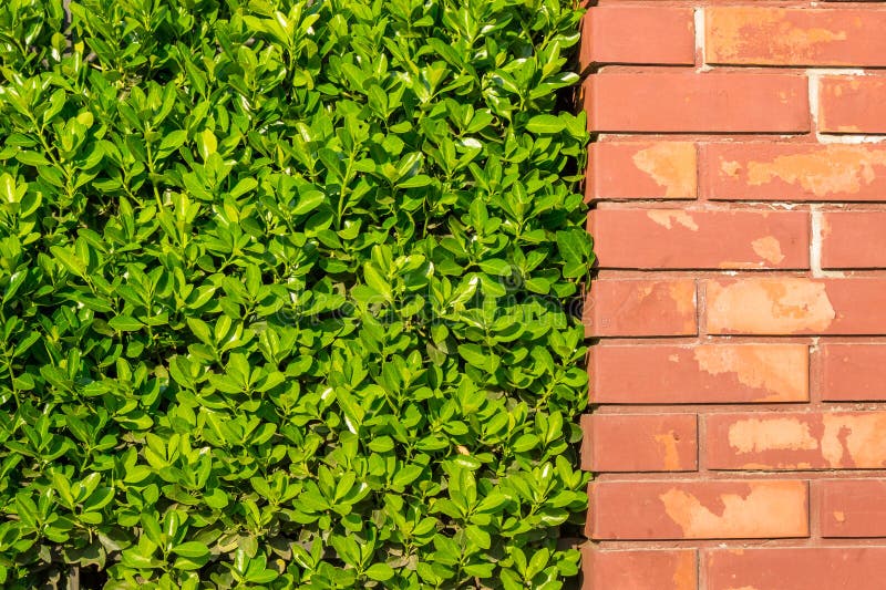 Brick Wall and a Green Bush Stock Photo - Image of design, park: 44729928