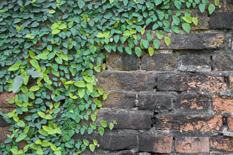 Brick Wall with Green Leaves Stock Image - Image of leaf, botany: 126225381