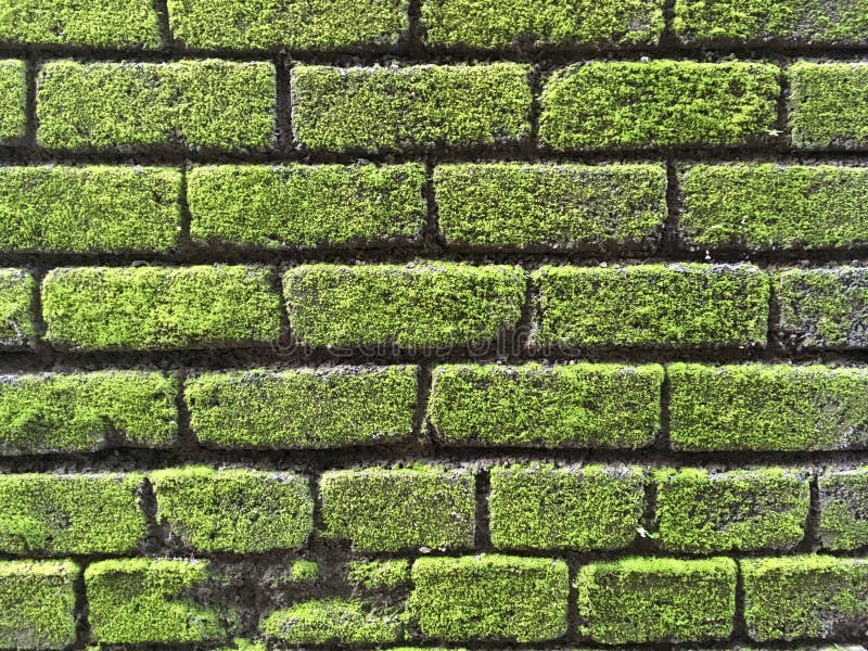 Brick Wall with Green Moss As JPG File Stock Image - Image of color ...