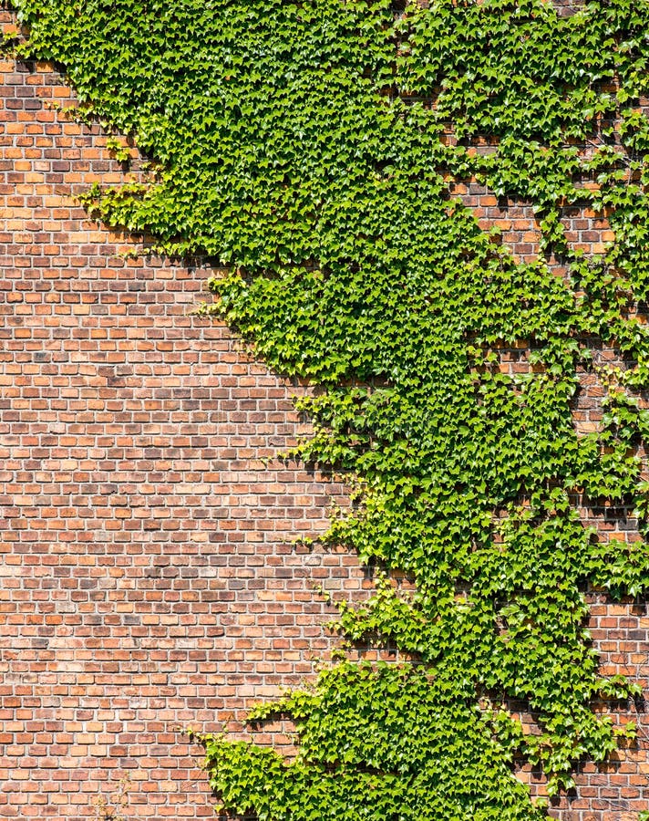 Brick Wall and Ivy. stock photo. Image of background - 54677176