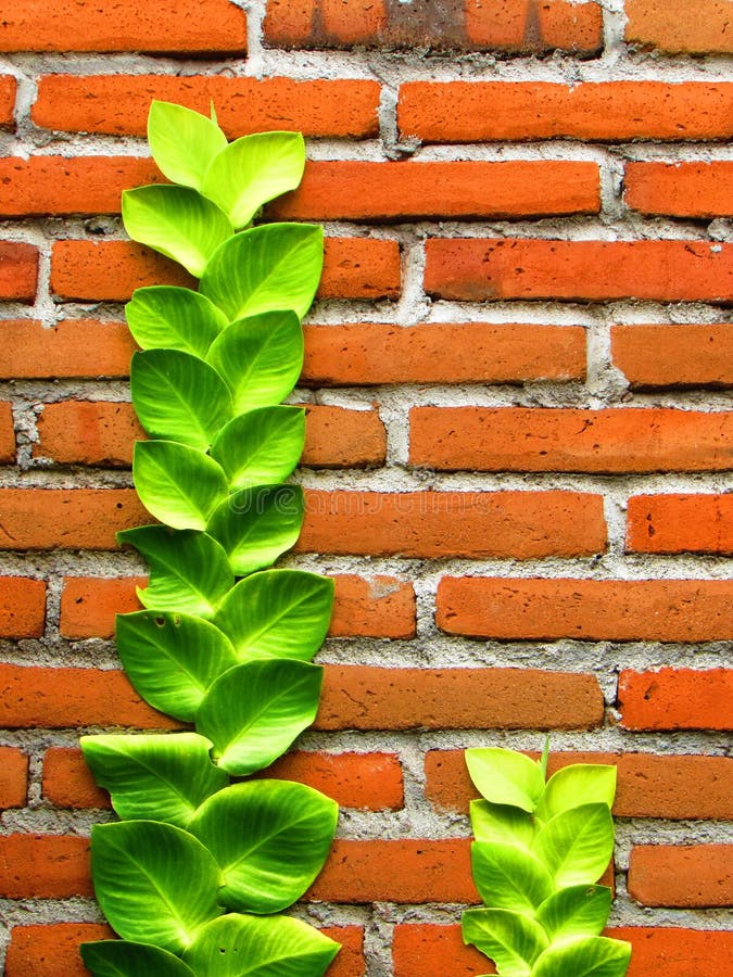 A Brick Wall with Leaves on it and a Brick Wall Stock Image - Image of ...