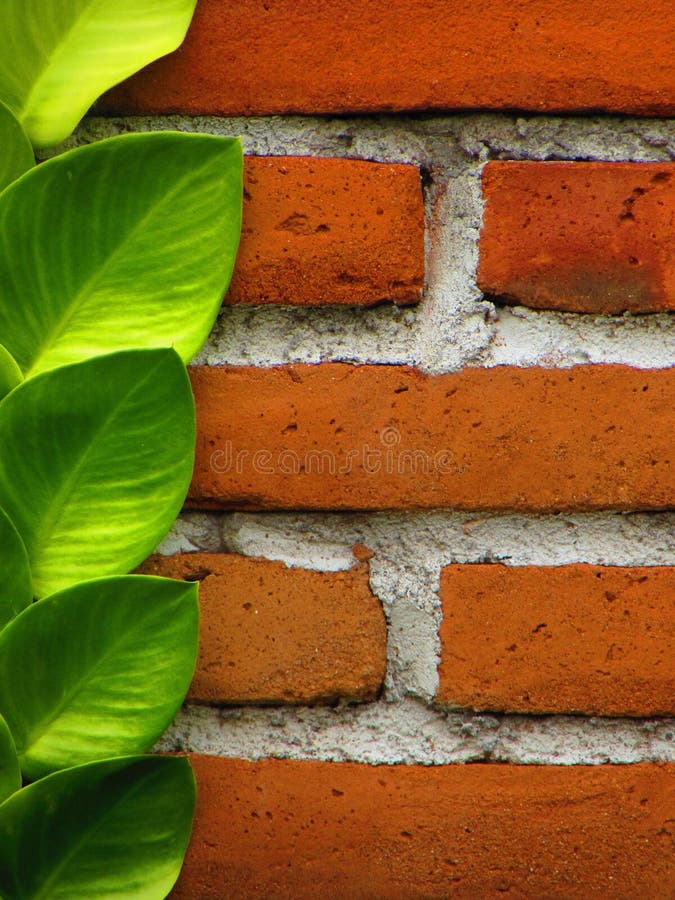 A Brick Wall with Leaves on it Stock Photo - Image of lawn, flooring ...