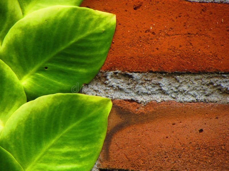 A Brick Wall with Leaves on it Stock Photo - Image of leaves, plant ...
