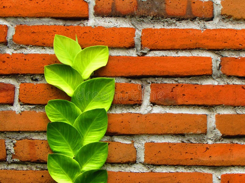 A Brick Wall with Leaves on it and a Brick Wall Stock Image - Image of ...