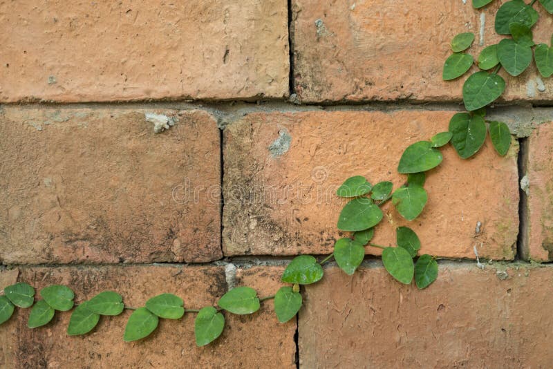 Brick wall and leaves stock image. Image of surface, color - 91603951
