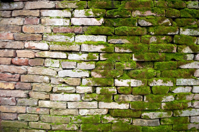 Brick wall with moss stock image. Image of grunge, material - 151701047